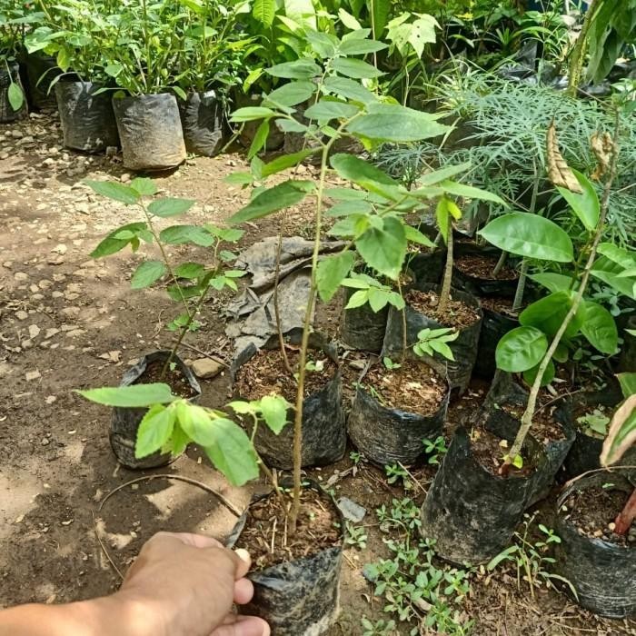 Jual Bibit Pohon Buah Ceri Seri Kersen Talok Keres Kersem - Tanaman Lokal Best Seller | Shopee ...