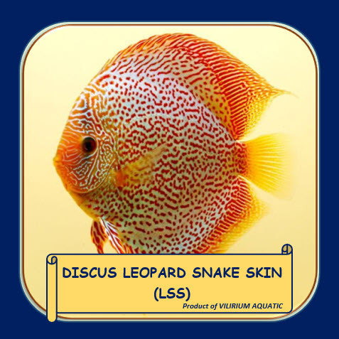Jual IKAN HIAS AIR TAWAR - DISCUS LEOPARD SNAKE SKIN (LSS) | Shopee ...