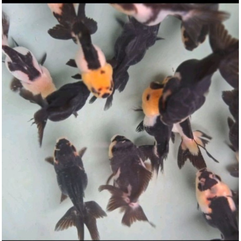 Jual ikan koki panda | Shopee Indonesia