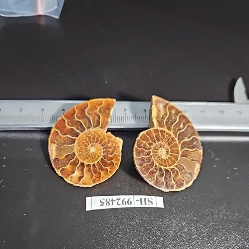 Jual Ammonite Madagascar Pair Batu alam asli | Shopee Indonesia