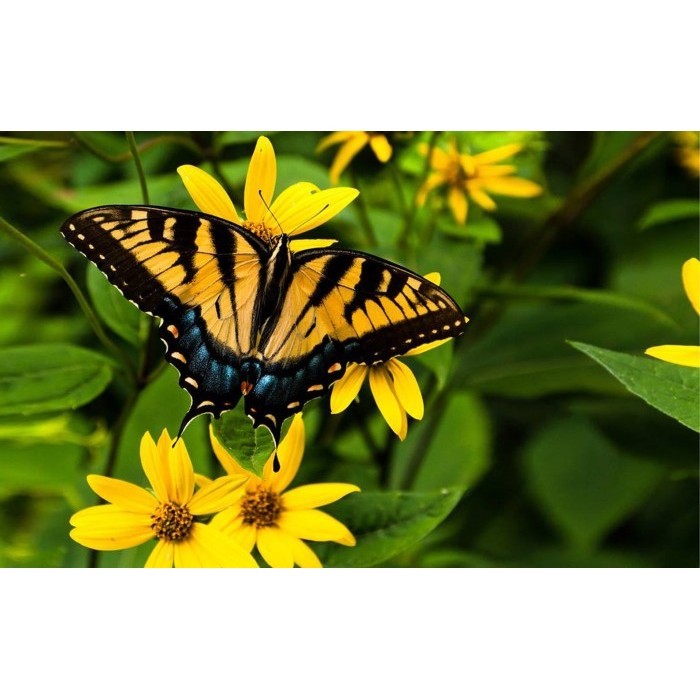 Jual Repro Digital Gambar Lukisan Foto Kupu Butterfly Feng shui ... Jual Repro Digital Gambar Lukisan Foto Kupu Butterfly Feng shui ...