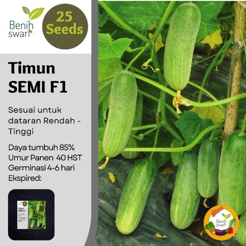 Jual Benih Swari: (isi 25 butir) Benih Mentimun / Timun Lalap SEMI F1 | Shopee Indonesia