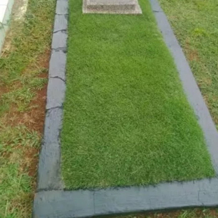 Jual Rumput Jepang Rumput Peking Untuk Makam | Shopee Indonesia