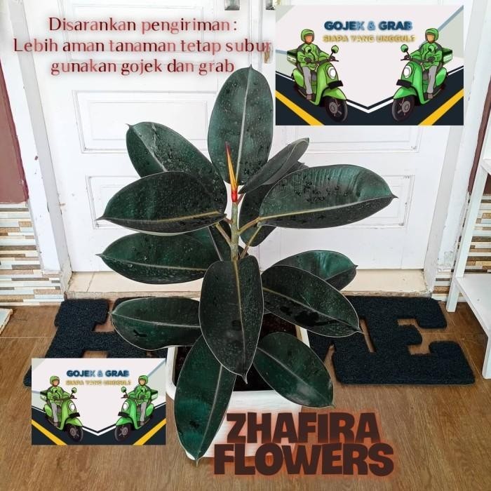 Jual Tanaman Indoor Karet Kebo-Ficus Elastica-Beringin Karet Kebo ...