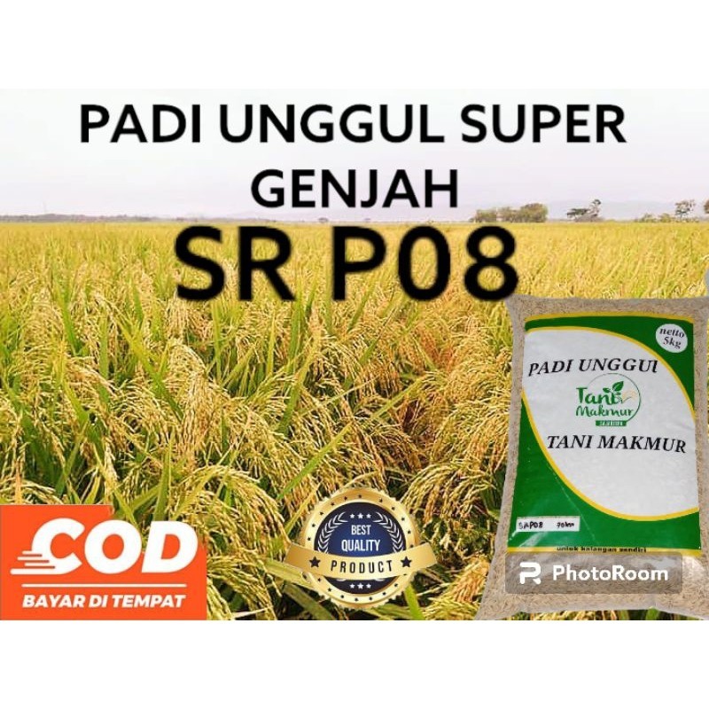 Jual Padi SR P08 Ultra Genjah 65 hst kemasan 5kg | Shopee Indonesia