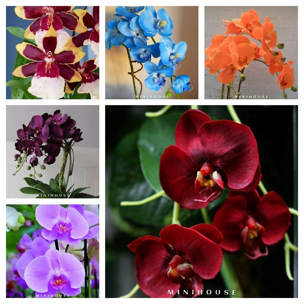 Jual PAKET ISI 6 BENIH ANGGREK ORCHID IMPORT | Shopee Indonesia