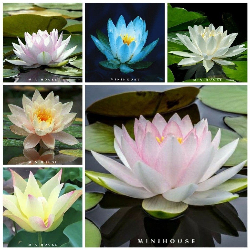 Jual PAKET 6 BIJI BENIH BIBIT TERATAI LOTUS IMPORT | Shopee Indonesia