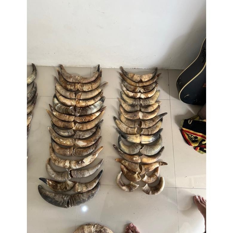 Jual Tanduk Sapi Ukuran 1 Kil Lebih Nyundang Sale | Shopee Indonesia