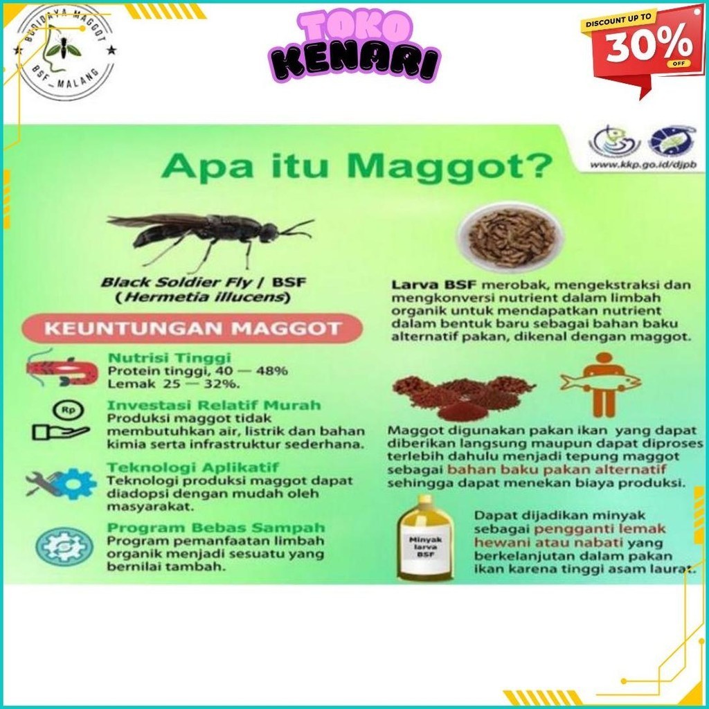 Jual Telur Lalat Maggot Bsf 1 Gr / Telur Bsf Unggul Murah Bergaransi ...