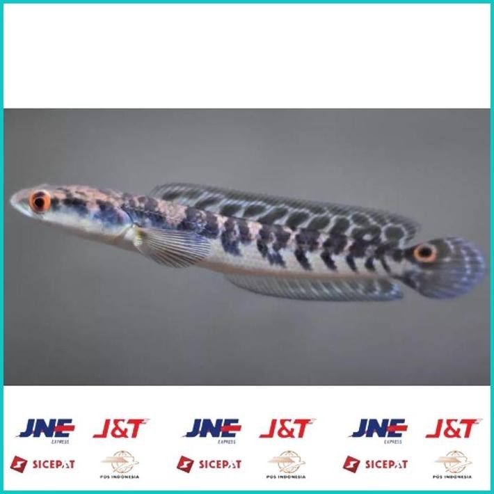 Jual BISMILLAH COD MARU YELLOW SENTARUM SORTIRAN 15CM-23CM CABUNG DAN ...