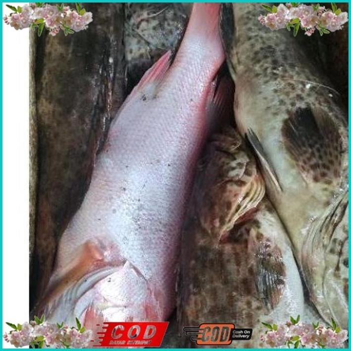 Jual BISMILLAH IKAN KERAPU SUPER/IKAN KERAPU BESAR SEGAR / IKAN LAUT ...