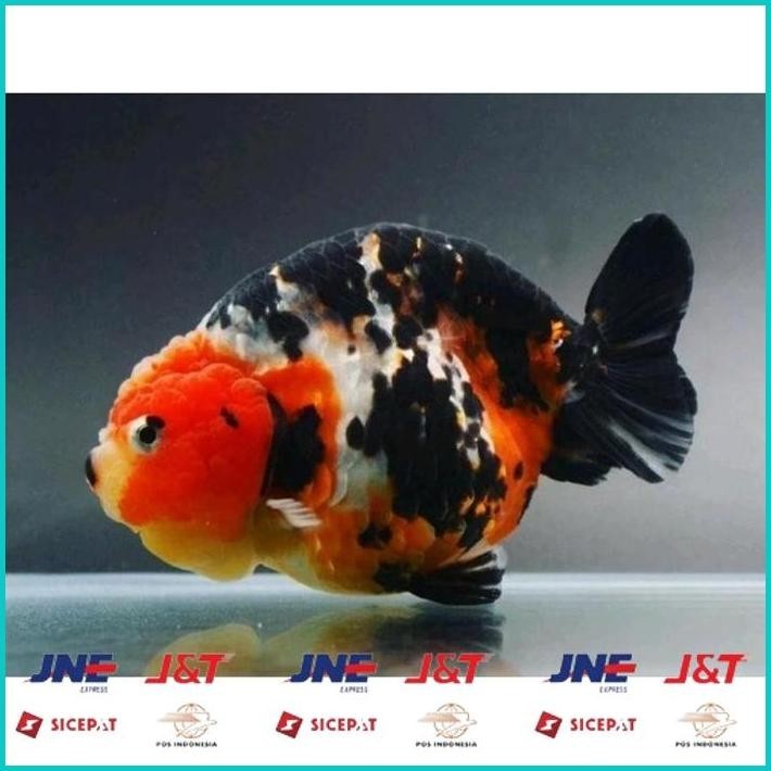 Jual BISMILLAH IKAN HIAS MAS KOKI RANCU CALICO SAPI GRADE A HIGH ...