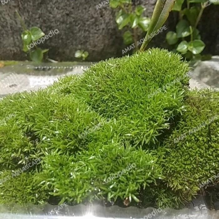 Jual MOSS MUTIARA PEARL | MOSS DARAT PALUDARIUM TERRARIUM VIVARIUM ...