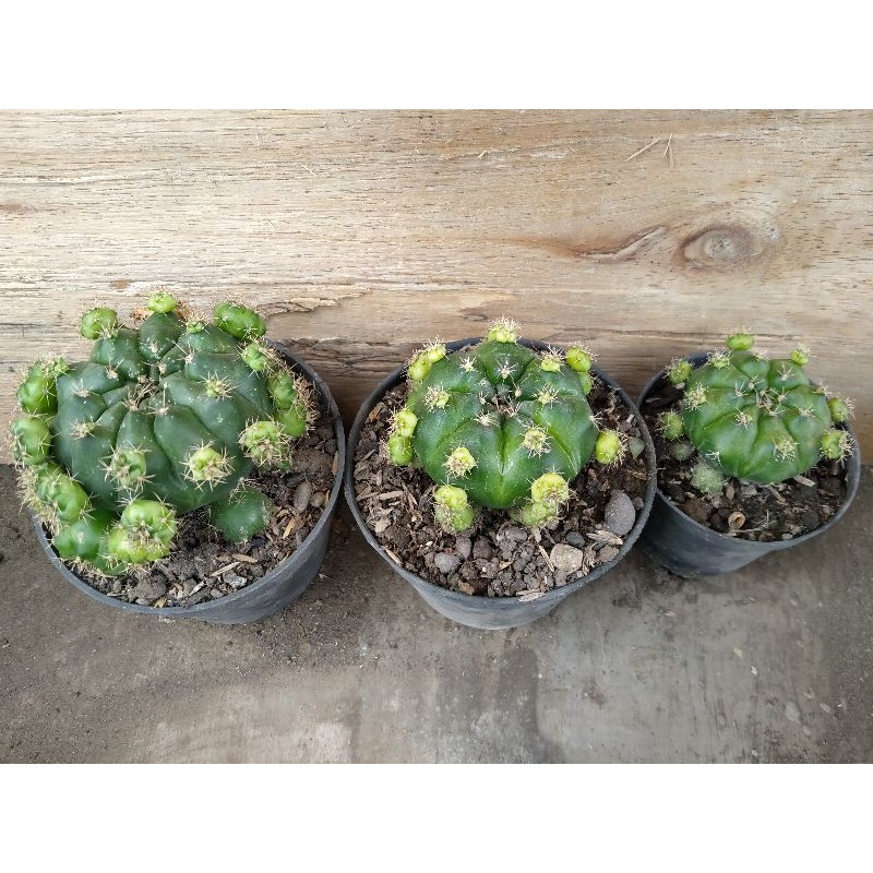 Jual kaktus gymno damsi kaktus ownroot | Shopee Indonesia