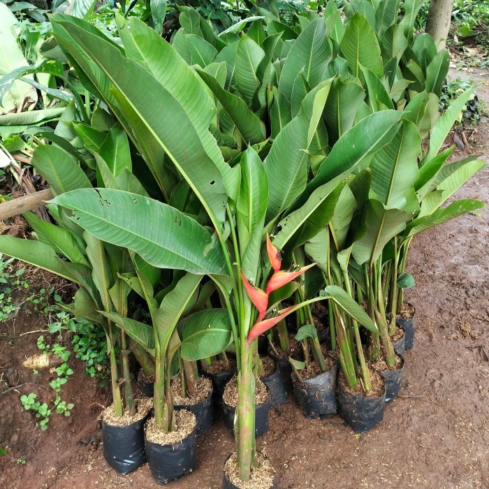 Jual Paket /10 Polybag Pisang Karibay | Shopee Indonesia