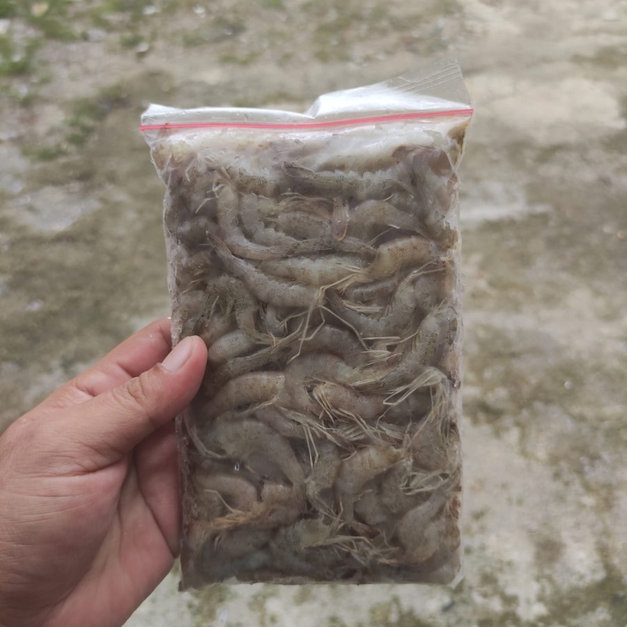Jual Udang Api Size Gede Tanpa Kepala - Udang - Udang Beku Pakan Ikan ...