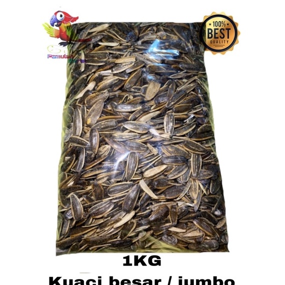 Jual PAKAN BURUNG KUACI BESAR KUACI JUMBO 1KG KAKAK TUA KUACI BESAR 1 ...