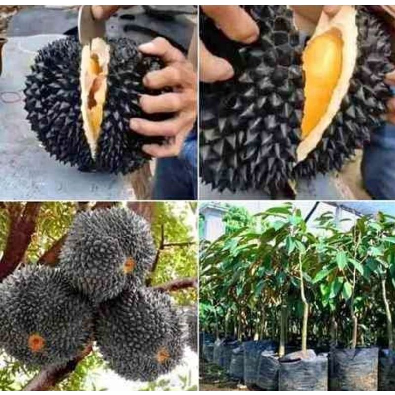 Jual Bibit durian duri hitam asli okulasi | Shopee Indonesia