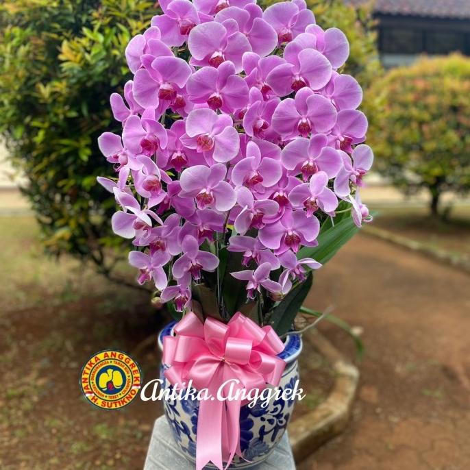 Jual Terlaris Hampers Anggrek Koleksi Pink Isi 5 + Pot Keramik Motif ...