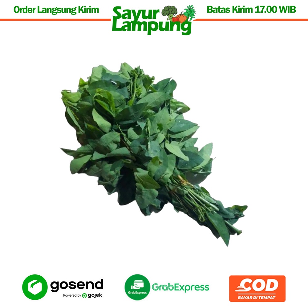 Jual Katuk 1 Ikat - Sayur Lampung | Shopee Indonesia