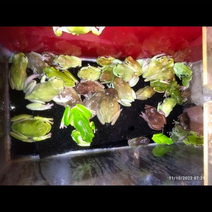 Jual HIASAN AKUARIUM TAMAN KODOK PESEK DUMPY FROG JUMBO | Shopee Indonesia
