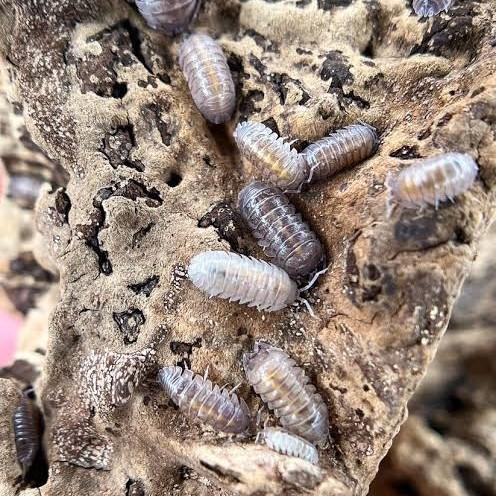 Jual Rotten Wood / Kayu Lapuk 023 | Shopee Indonesia