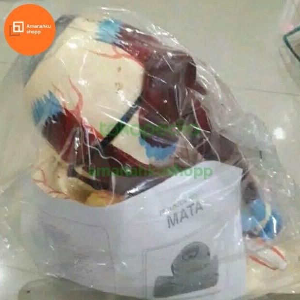 Jual Best Seller!! Mata manusia / Alat peraga pendidikan IPA / torso ...