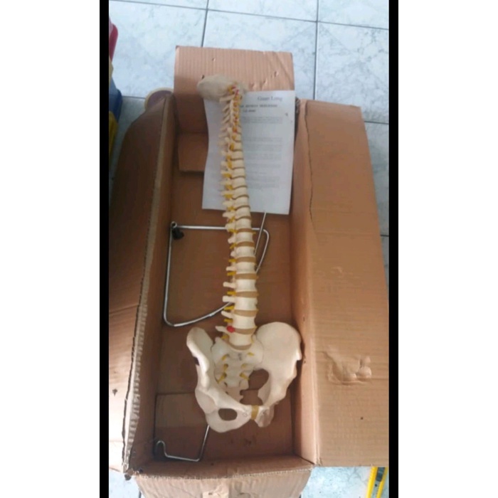 Jual [Ori] Manekin Model Torso Tulang Belakang Manusia Medis Dan ...