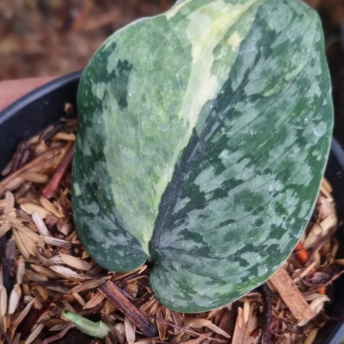 Jual [New Ori] Scindapsus Geulis 1 Daun 1 Tunas Terbatas | Shopee Indonesia
