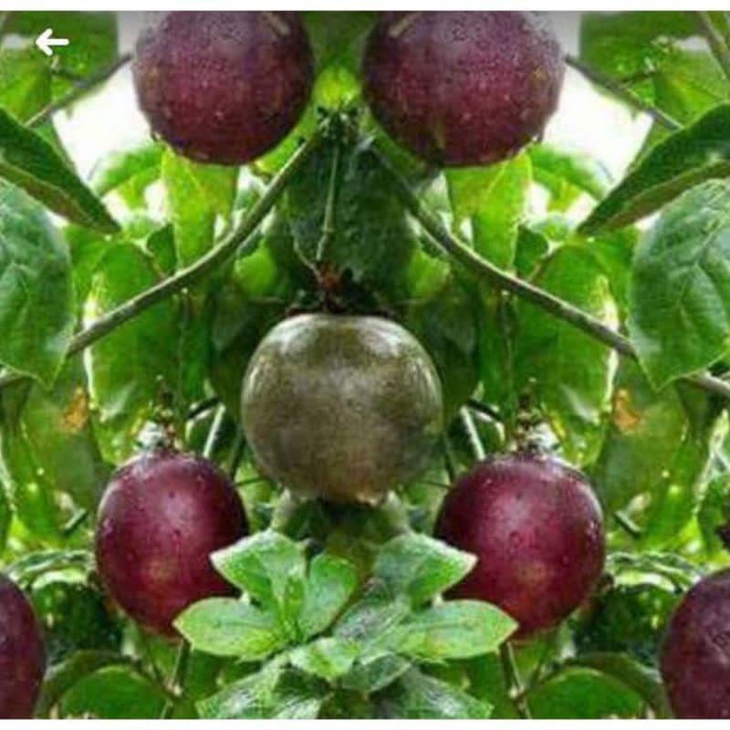 Jual bibit buah markisa super unggul | Shopee Indonesia