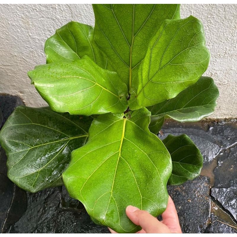 Jual tanaman hias fiddle leaf fig - ketapang biola daun besar | Shopee ...