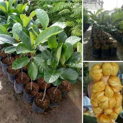 Jual Bibit Tanaman Buah Cempedak King Hasil Okulasi EE44 | Shopee Indonesia