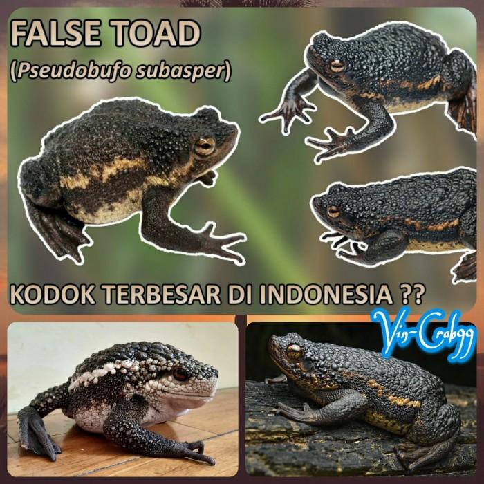 Jual Kodok Raksasa Jinak (False Toad Subasper) | Shopee Indonesia