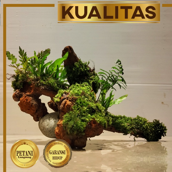 Jual Ni Forest Kayu Rentek (Xl) Hiasan Aquarium Ikan Aquascape Tanaman ...