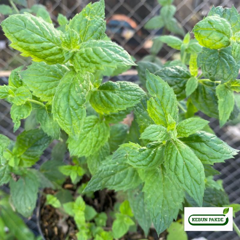 Jual Bibit Tanaman Daun Mint | Jenis Langka | Morrocan Mint | Siap ...