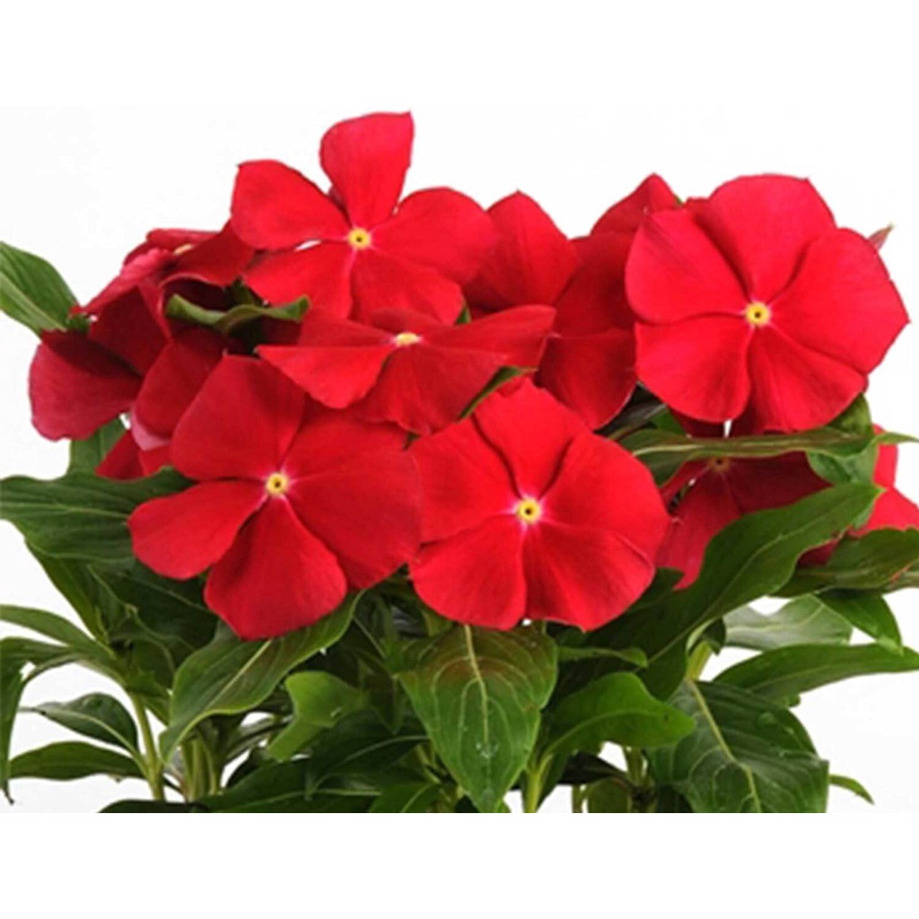Jual 6 BUTIR BIJI / BENIH BUNGA VINCA MERAH | Shopee Indonesia