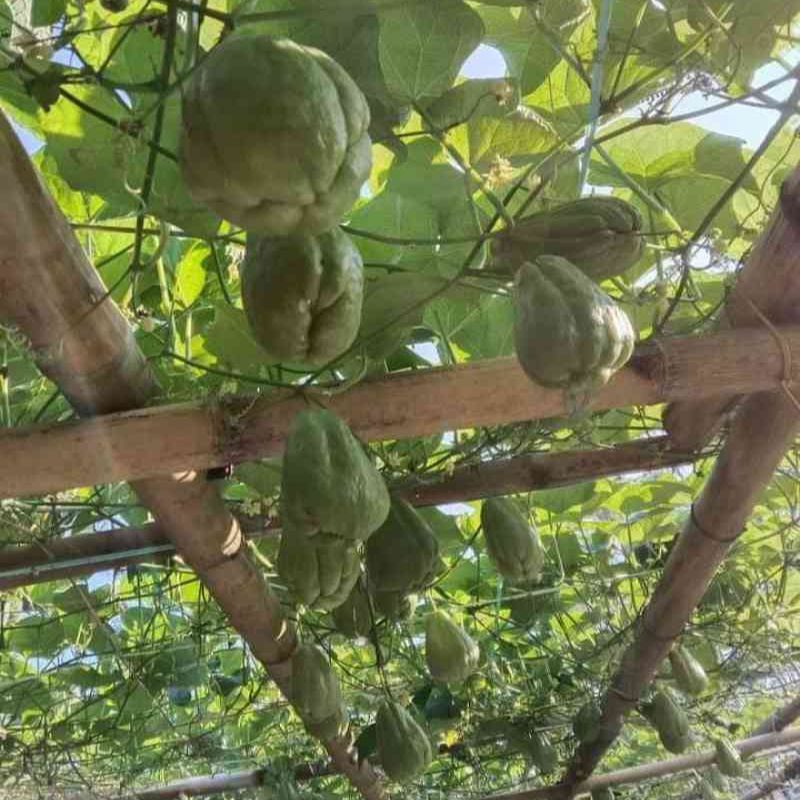 Jual Buah Labu Siam Manisa Segar (1000 Gram) | Shopee Indonesia
