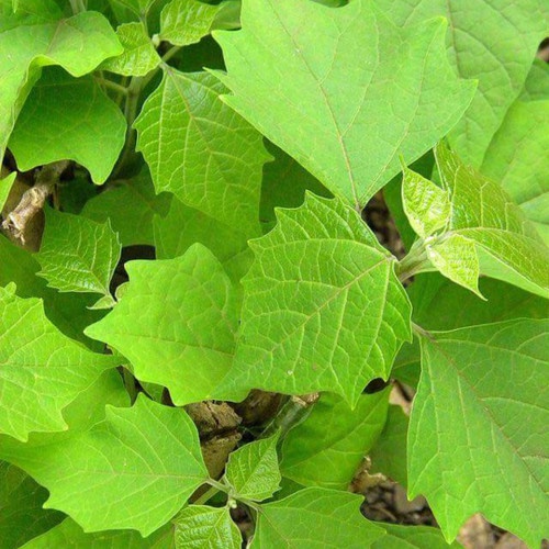 Jual Bibit Benih Tanaman Jati Putih (5 Gram) | Shopee Indonesia
