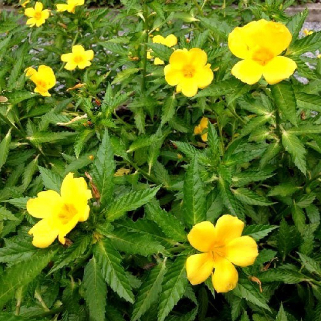 Jual Bibit Benih Bunga Damiana (10 Butir) | Shopee Indonesia