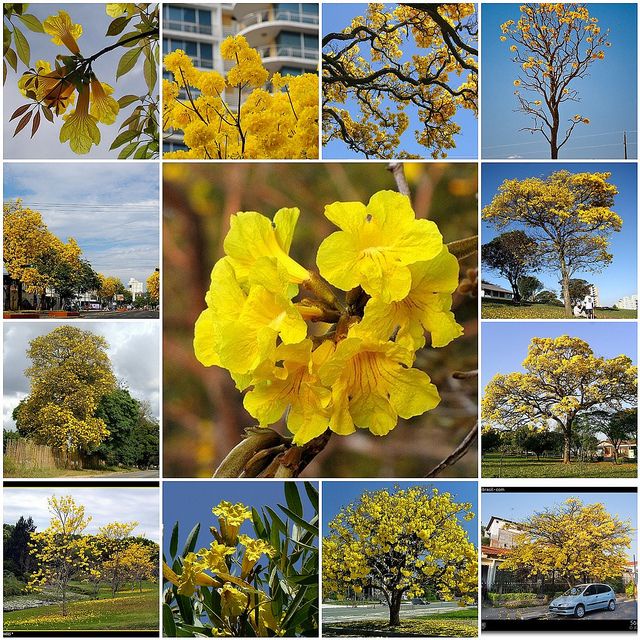 Jual Bibit Benih Bunga Tabebuia (10 Butir) | Shopee Indonesia