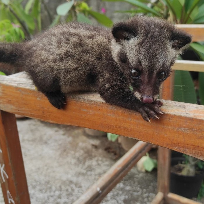 Jual [COD] Musang Baby Jumbo Diskon | Shopee Indonesia