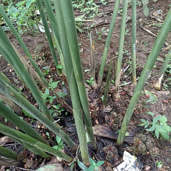 Jual TANAMAN bibit bonggol buah parahulu/rambutan tanah | Shopee Indonesia