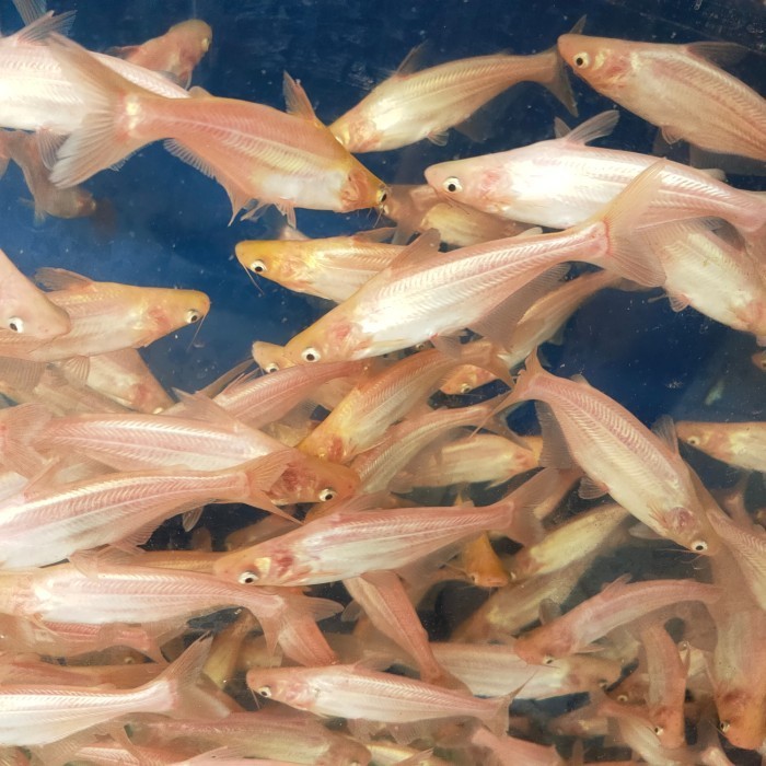 Jual Hiasan Aquarium Ikan Patin Albino Tankmate Mantul | Shopee Indonesia