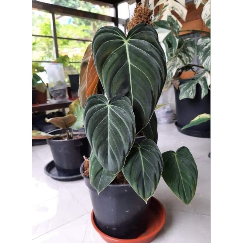 Jual TANAMAN HIAS PHILODENDRON MELANO - PHILO MELANOCHRYSUM - TANAMAN ...
