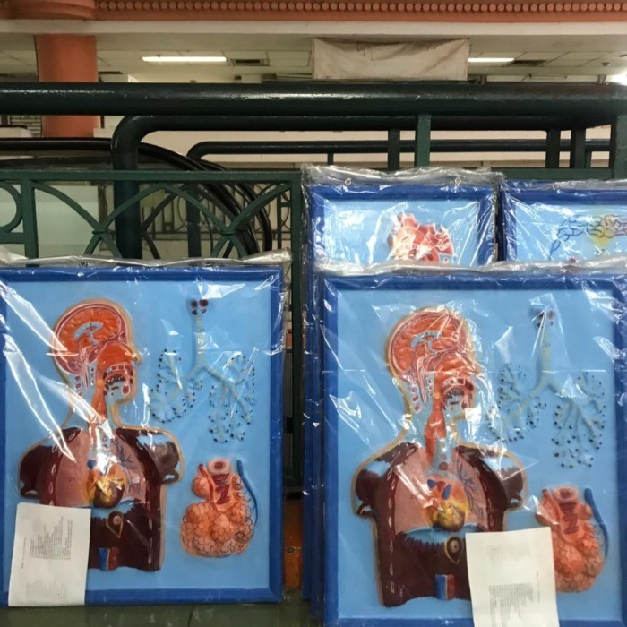 Jual alat peraga model sistem pernapasan pada manusia | Shopee Indonesia