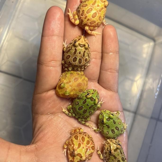 Jual Pacman Frog Kodok Pacman Baby Free Paket Staterpack Amphibi ...