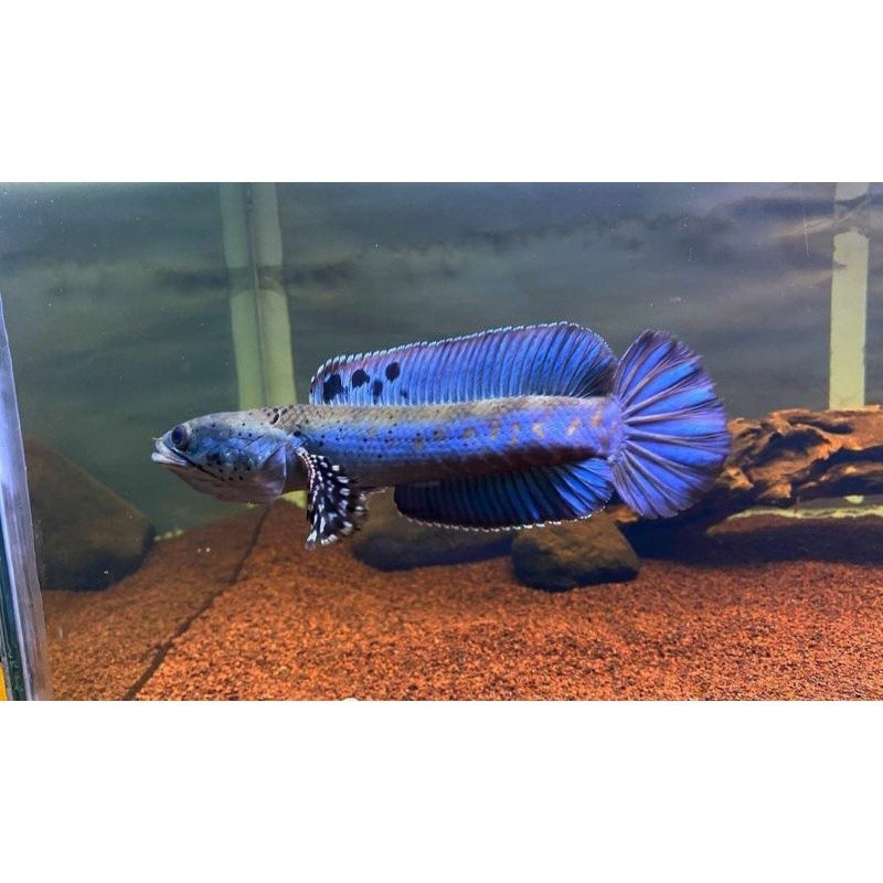 Jual Blue Pulchra 6Cm Up Spot Banyak Top Grade Chana Full Pelet ...