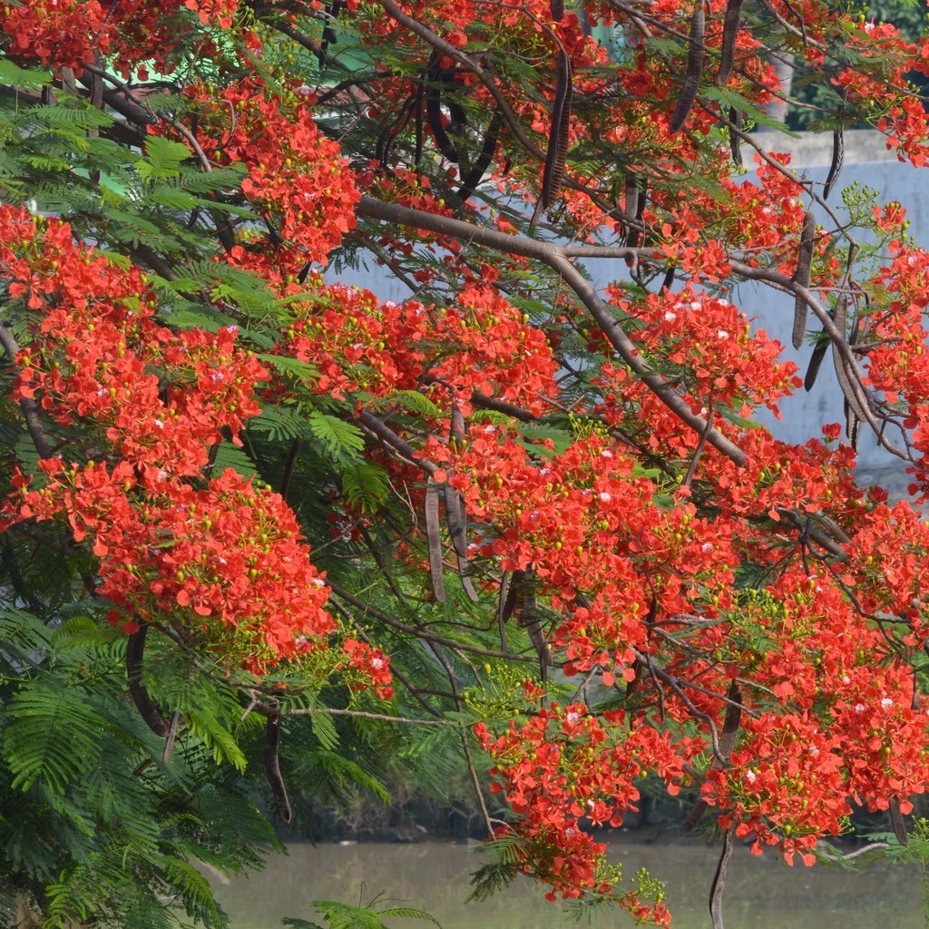 Jual Seed Entrepreneur Bibit Benih Bunga Flamboyan - 5 Gram | Shopee ...