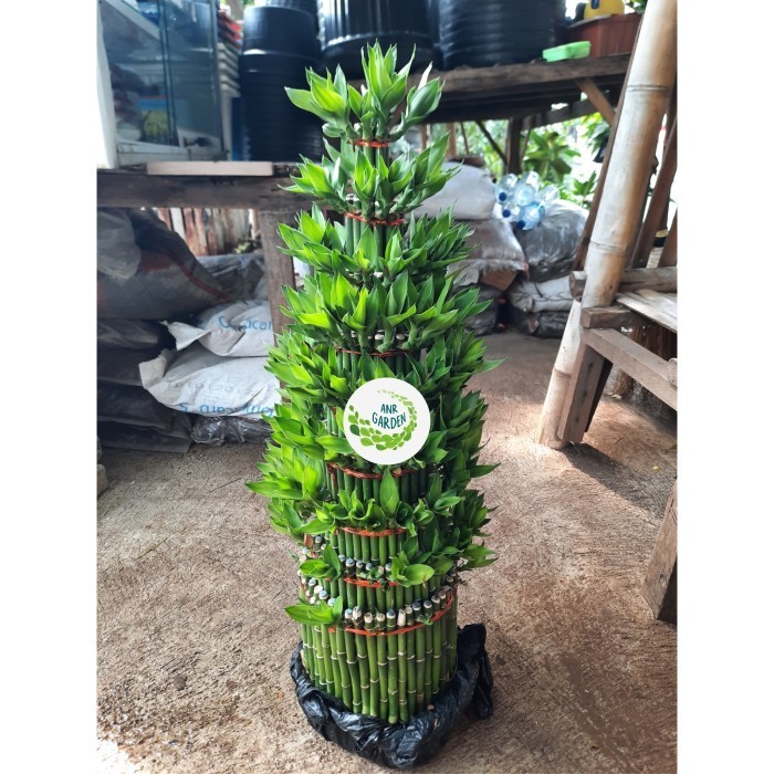 Jual Tanaman Hias Bambu Hoki/ Rezeki Susun 9 | Shopee Indonesia