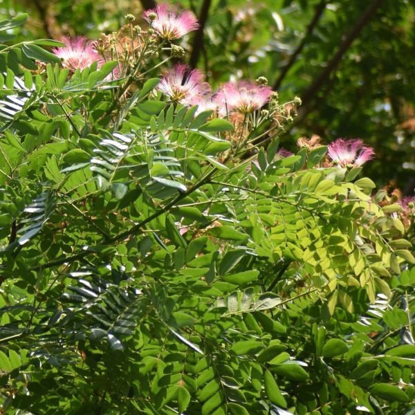 Jual Online Seeds Bibit Benih Bunga Albizia Trembesi - 5 Gram | Shopee ...